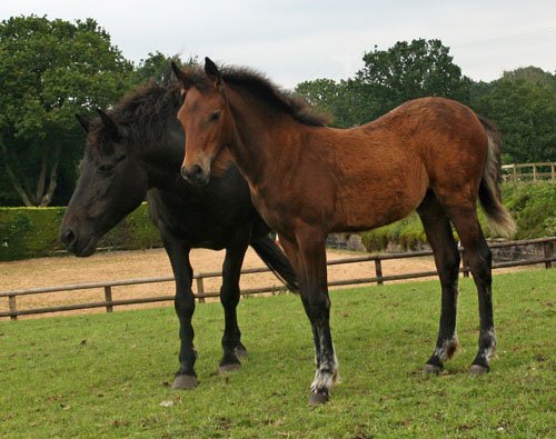 Hollybrooke Stud - News 2021